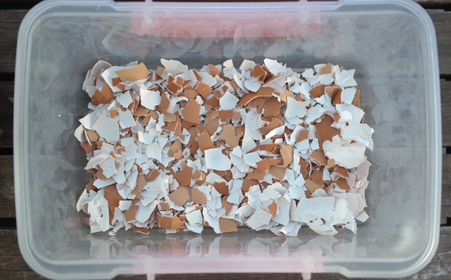 Egg Shells and Slugs – victoria makes