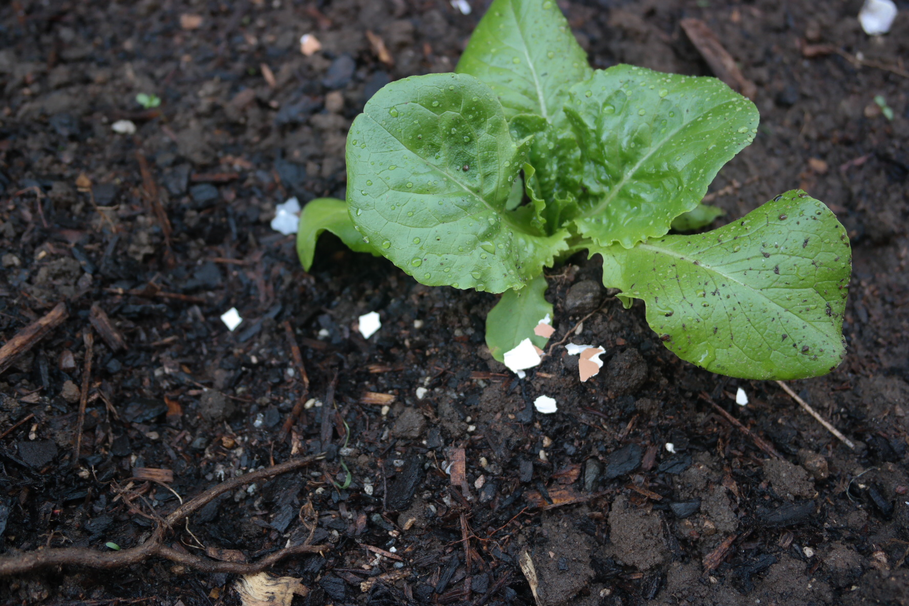 Egg Shells and Slugs – victoria makes