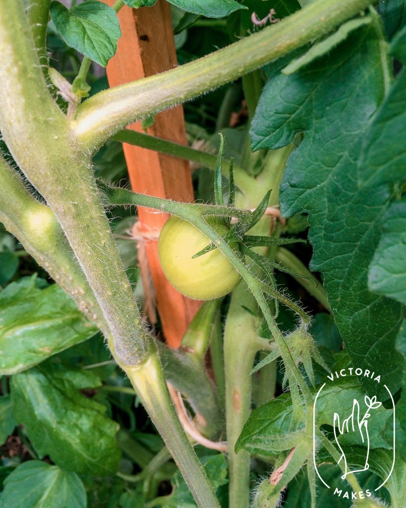 5 Things: For Beginner Urban Gardeners To Grow – victoria makes
